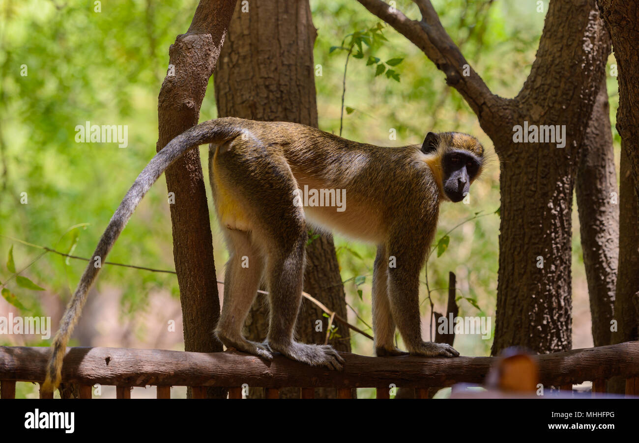 Green savanna senegal hi-res stock photography and images - Alamy