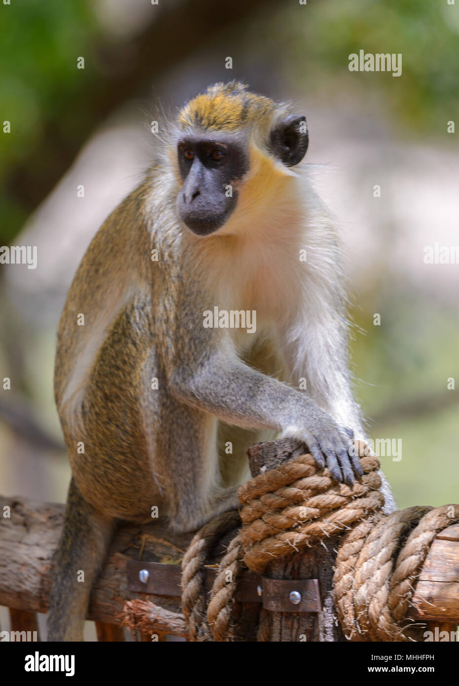 Green savanna senegal hi-res stock photography and images - Alamy