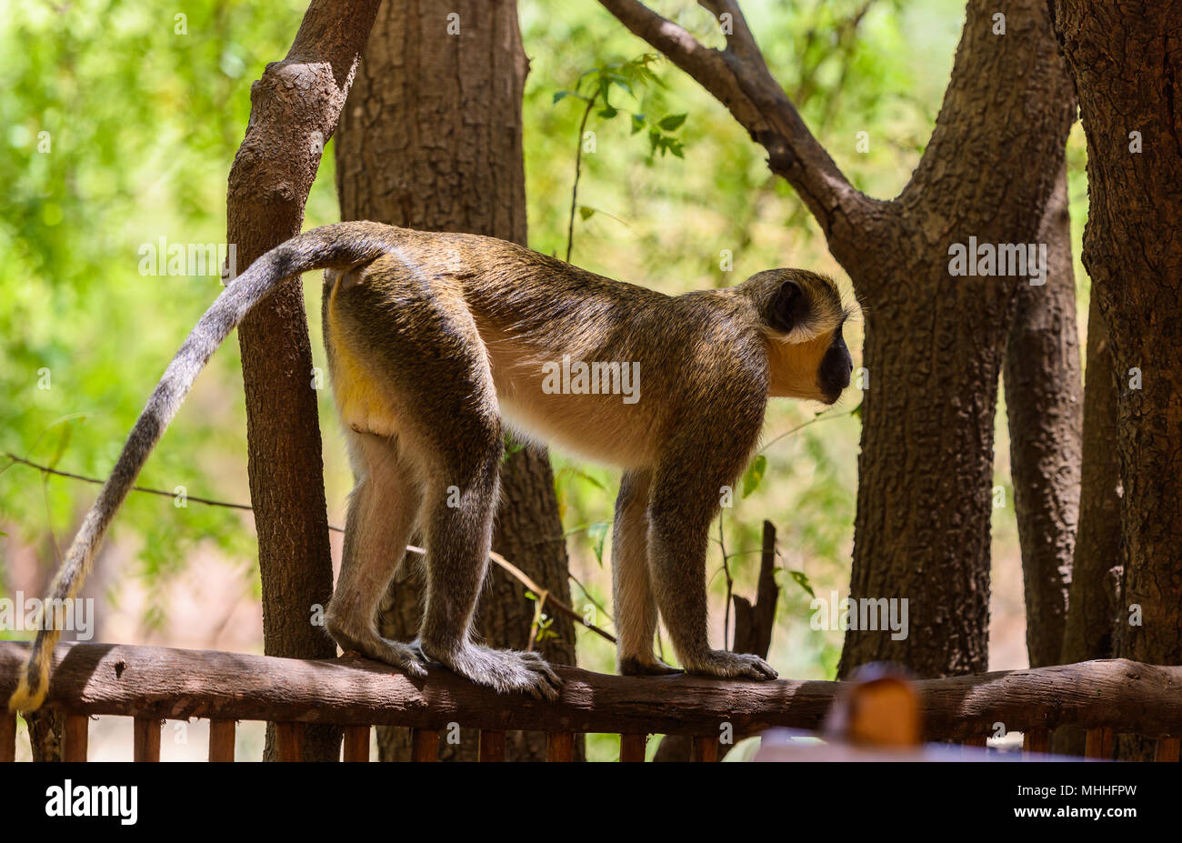 Green monkey (Chlorocebus sabaeus), also known as the Sabaeus monkey or ...