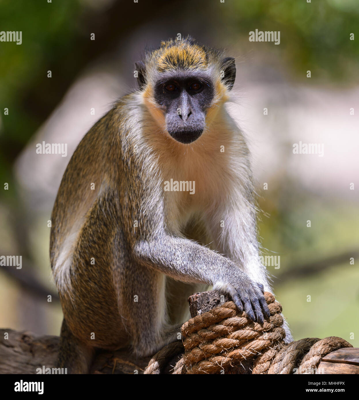 Green monkey, Africa Stock Photo - Alamy