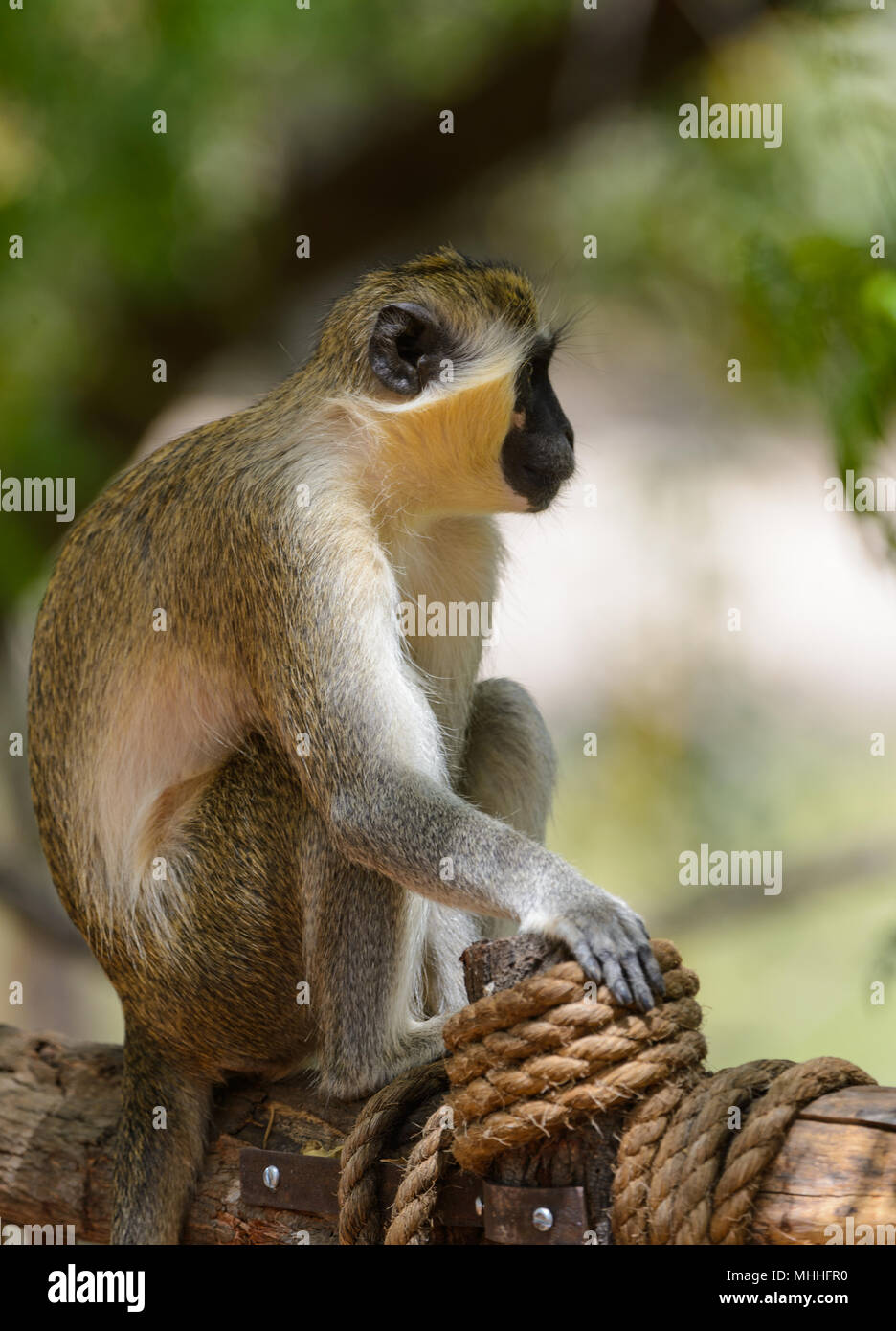 Green savanna senegal hi-res stock photography and images - Alamy