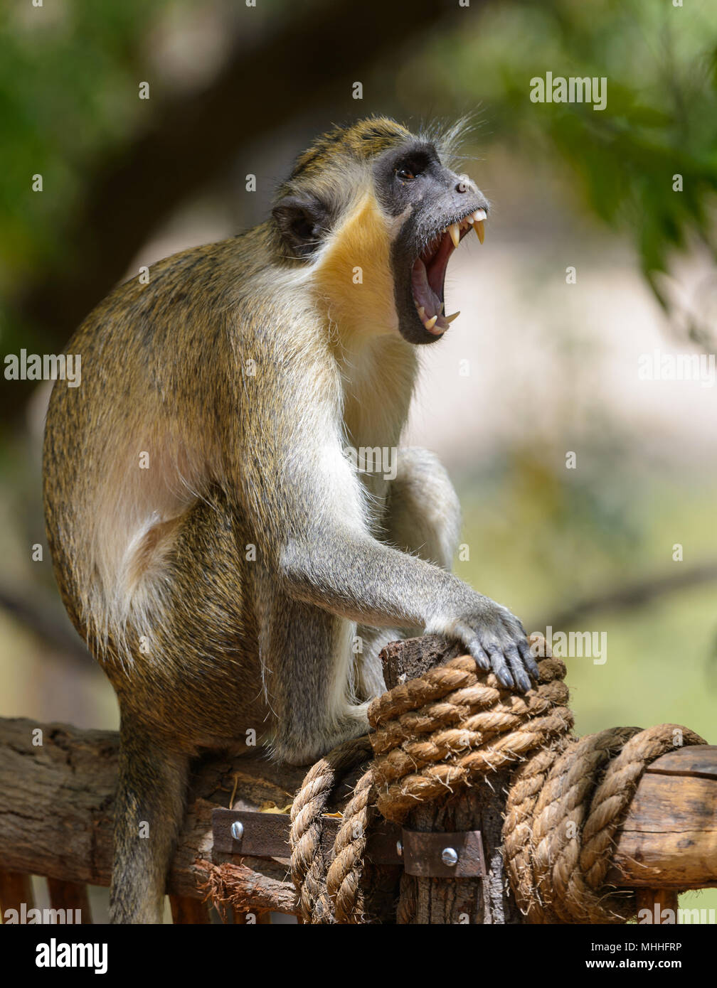 Green savanna senegal hi-res stock photography and images - Alamy