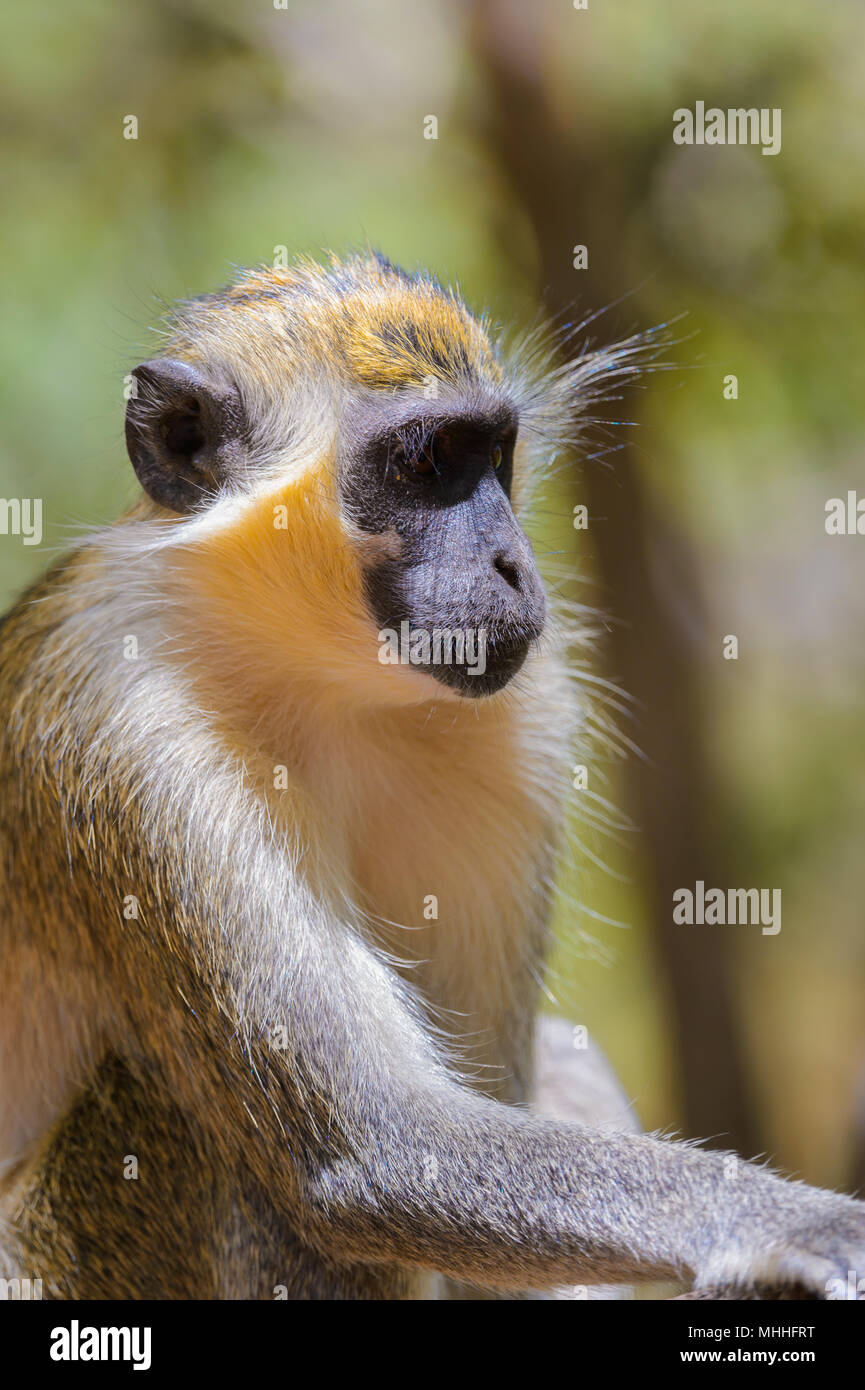 Green savanna senegal hi-res stock photography and images - Alamy