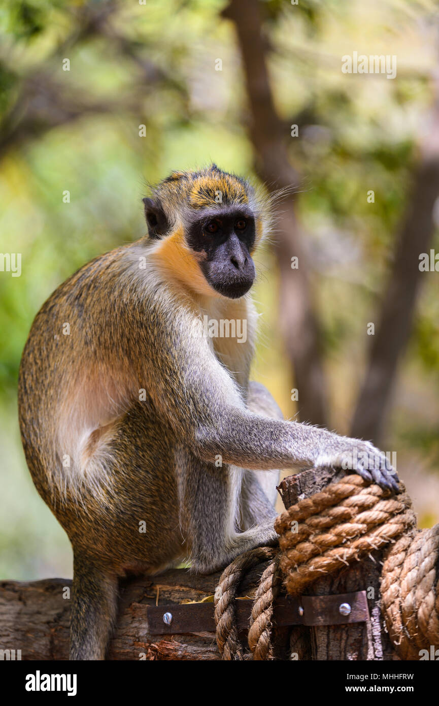 Green savanna senegal hi-res stock photography and images - Alamy