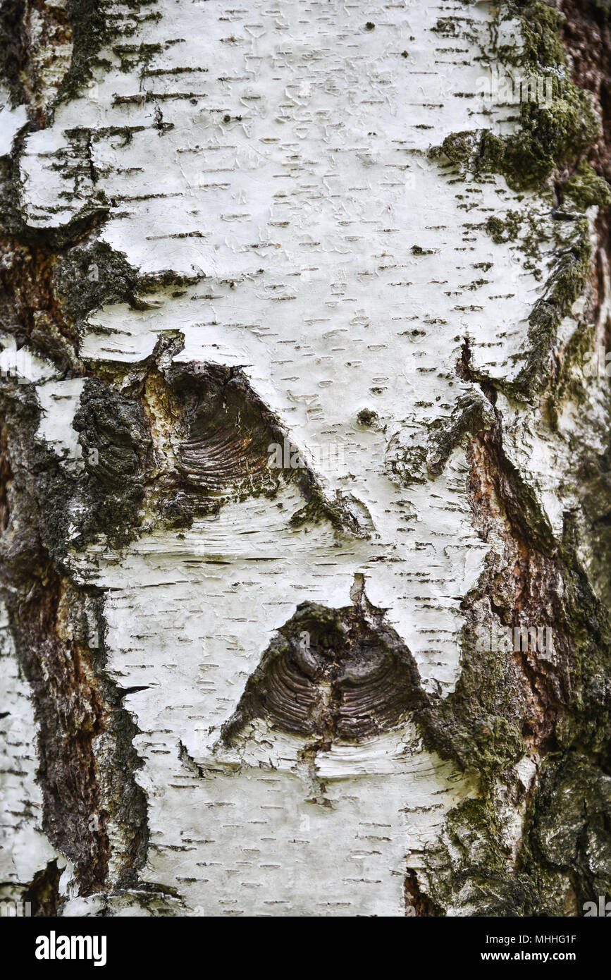 Bark of birch tree, close-up, texture and background Stock Photo - Alamy