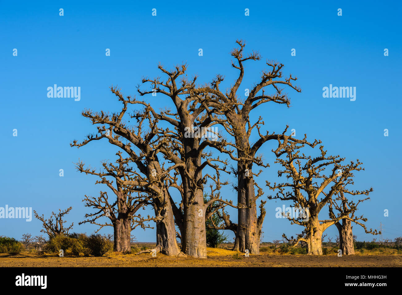 Baobab trees in Africa Stock Photo - Alamy