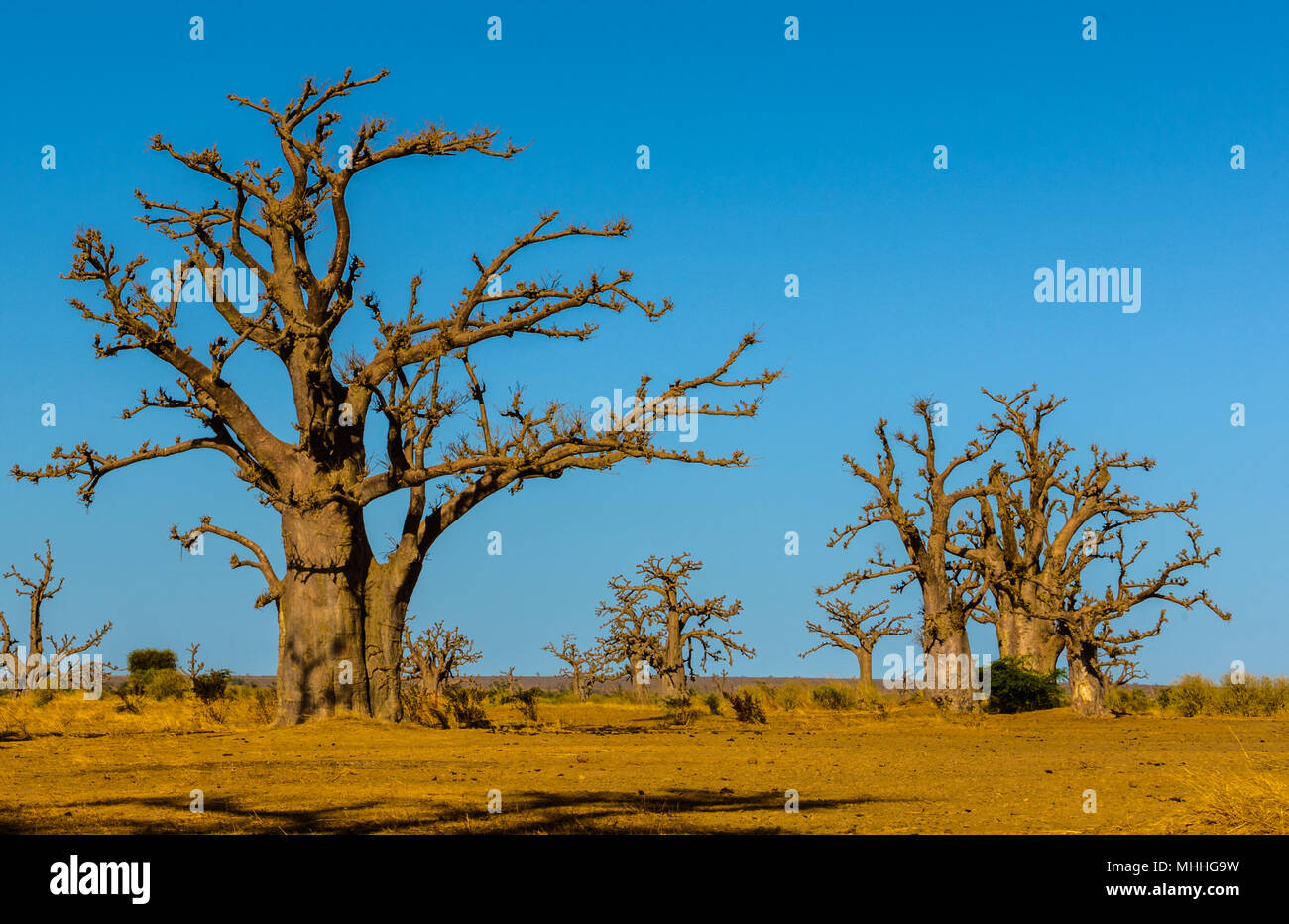 Adansonia digitata (Baobab), the most widespread of the Adansonia ...