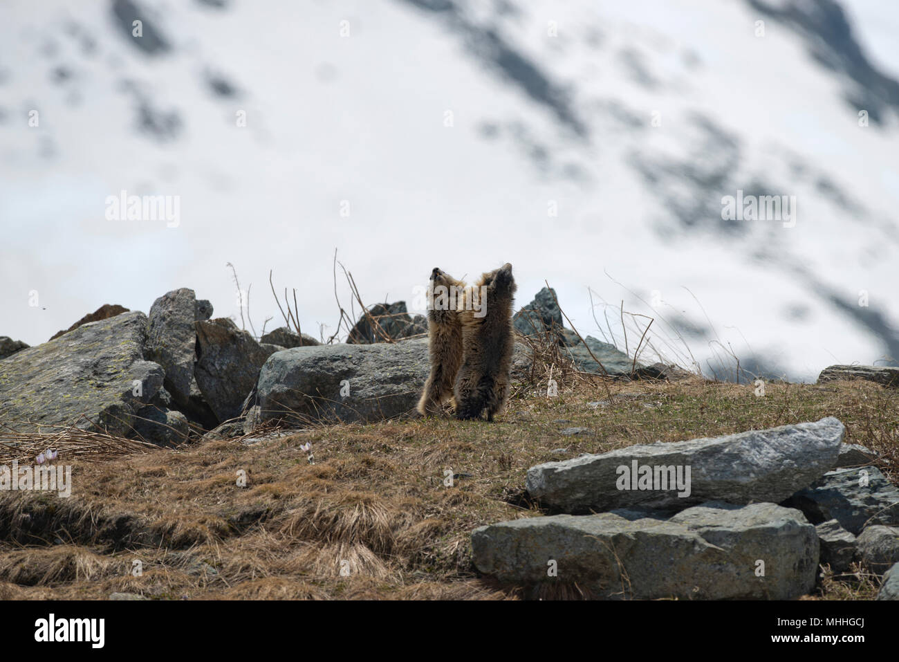 Two Marmot ground hog while fighting Stock Photo - Alamy