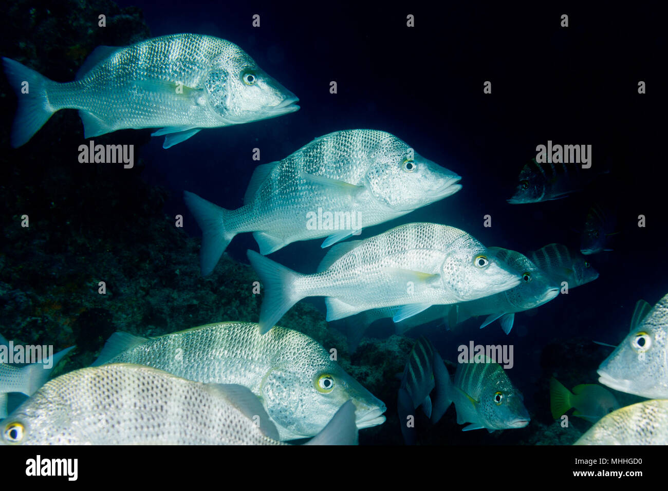 Yellow tuna school hi-res stock photography and images - Alamy