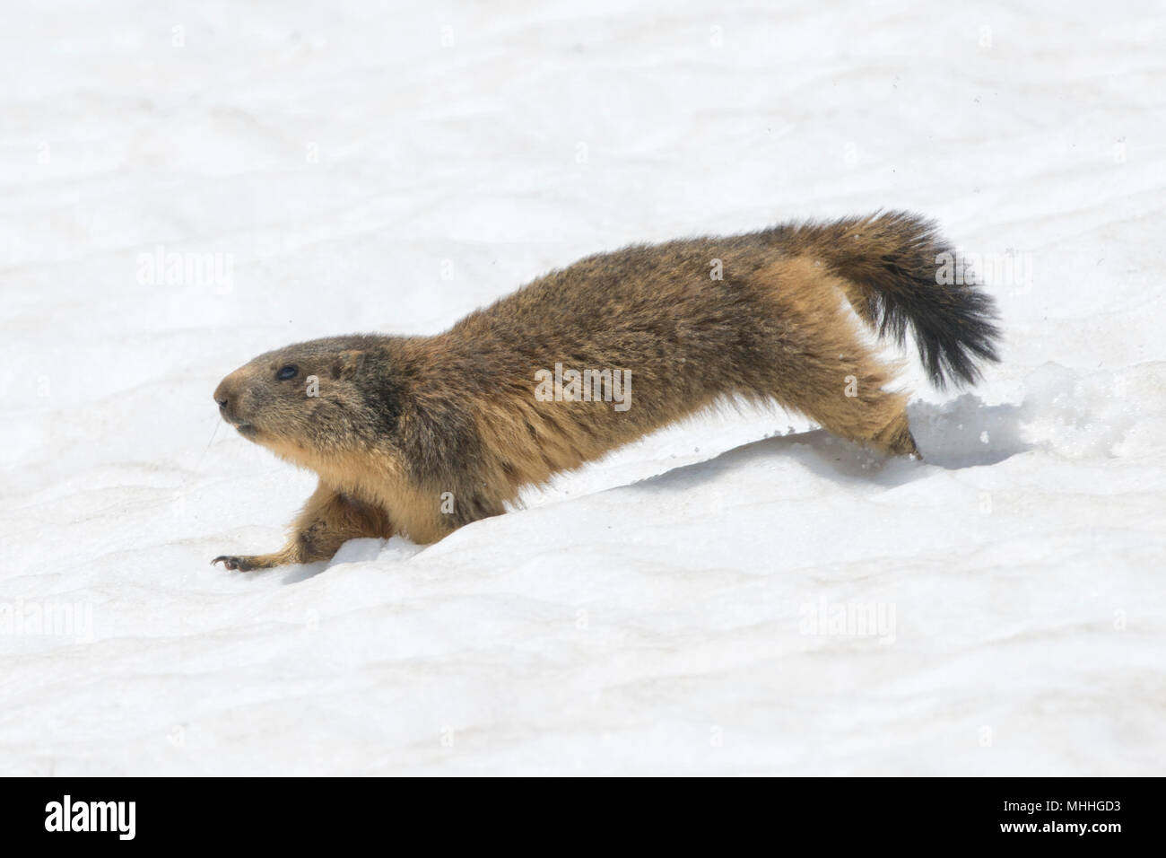 Isolated Marmot while running on the snow Stock Photo - Alamy
