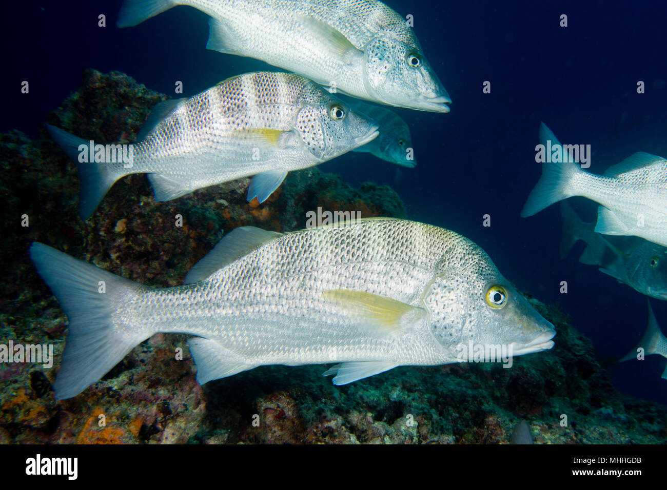 Giant blue grouper hi-res stock photography and images - Alamy