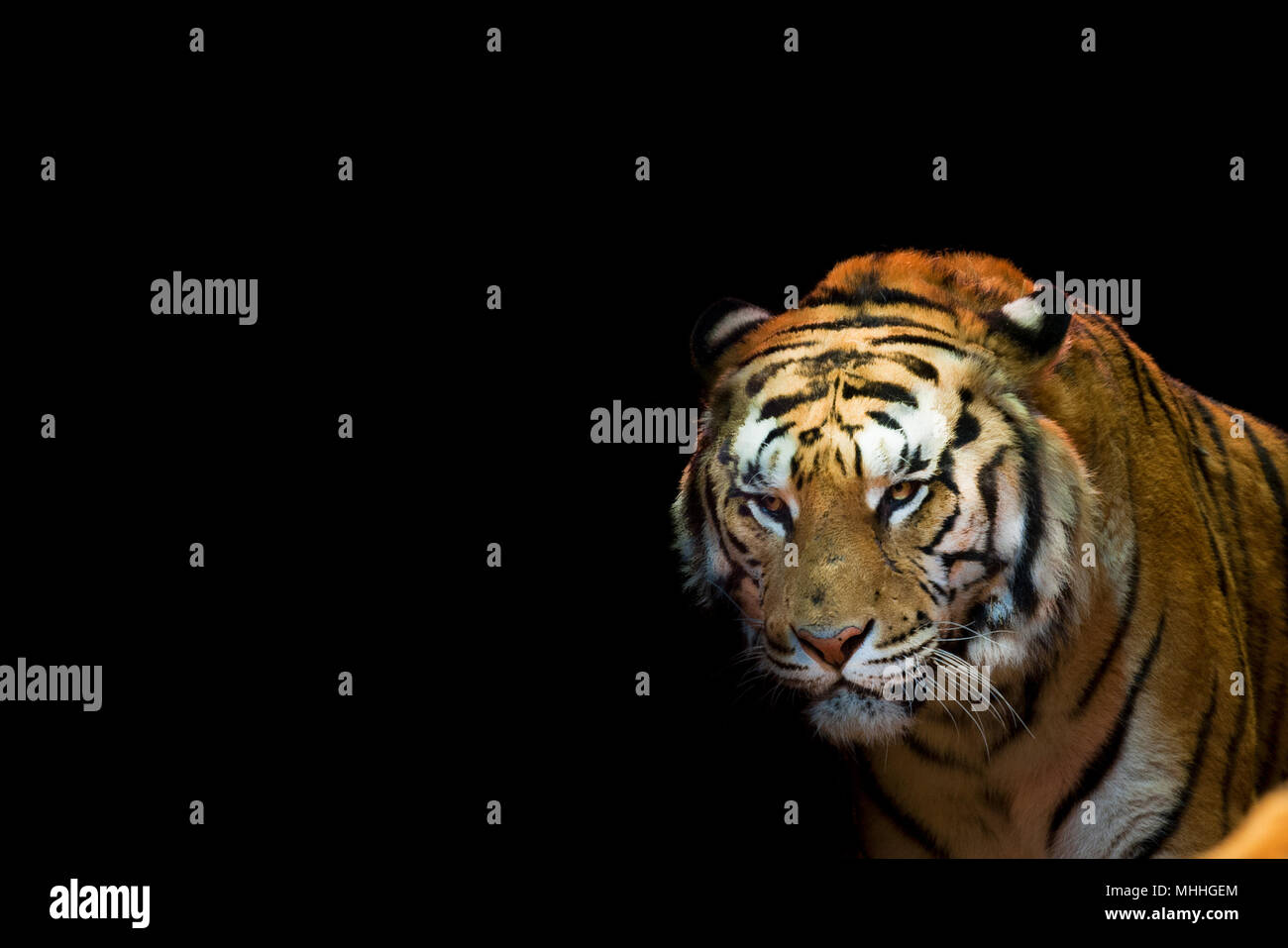A tiger ready to attack looking at you Stock Photo - Alamy