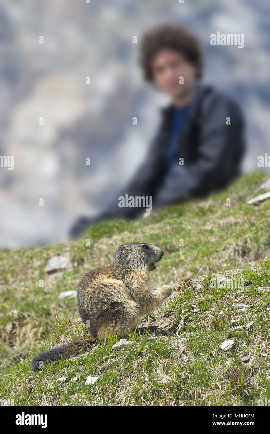 ground hog marmot day close up portrait Stock Photo - Alamy
