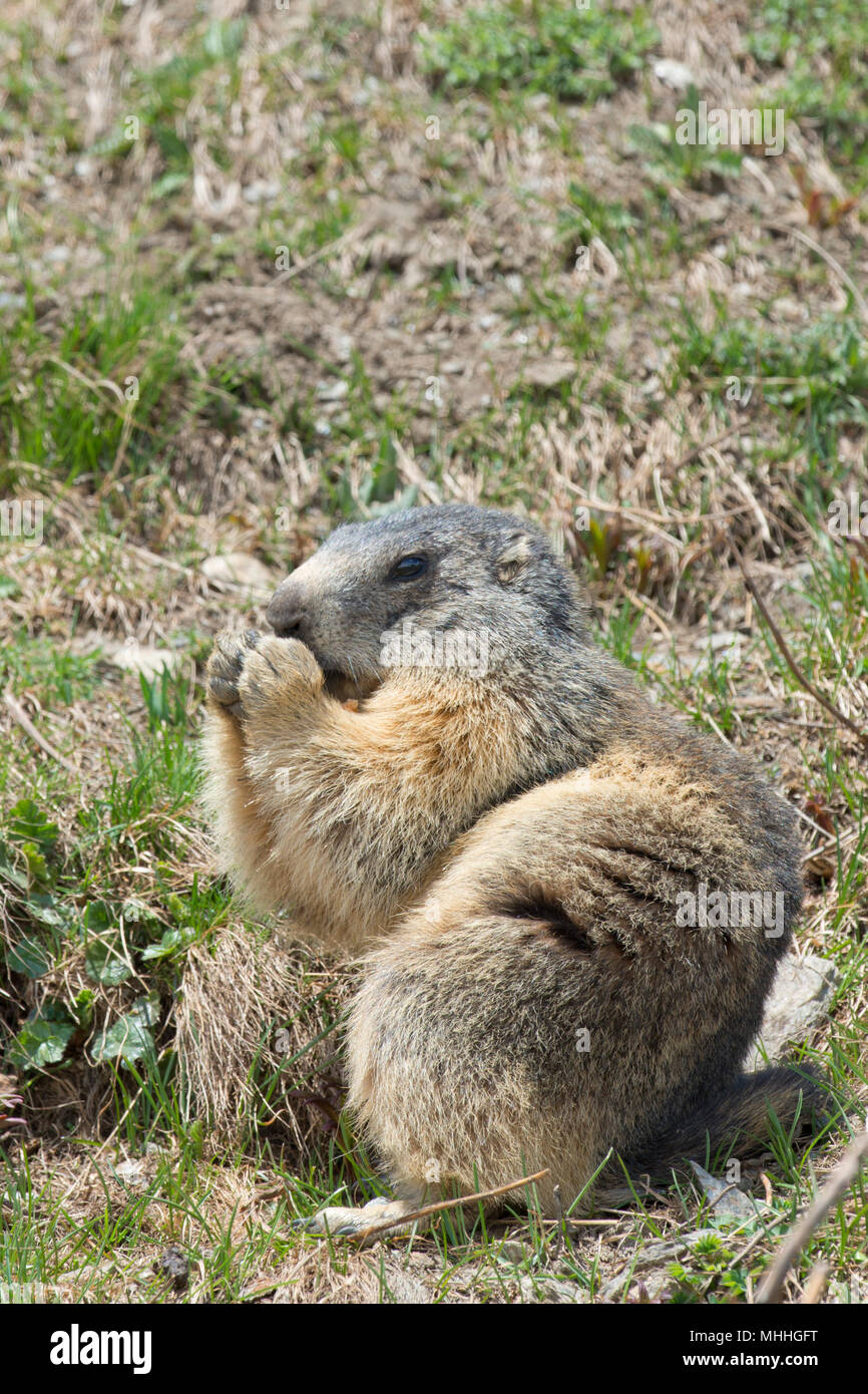 Isolated marmot sitting and eating Stock Photo - Alamy