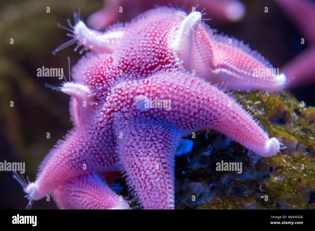 Antarctica sea star hi-res stock photography and images - Alamy