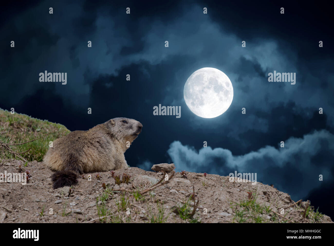 night moon portrait of marmot portrait groundhog on mountain background ...