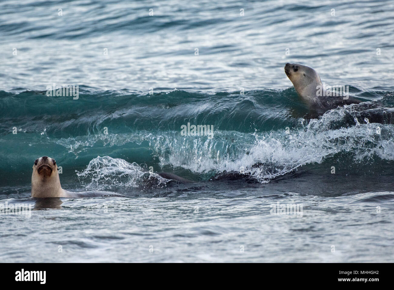 patagonia sea lion portrait seal on the beach Stock Photo - Alamy