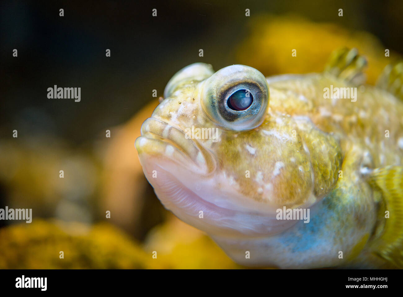 Histiodraco velifer hi-res stock photography and images - Alamy