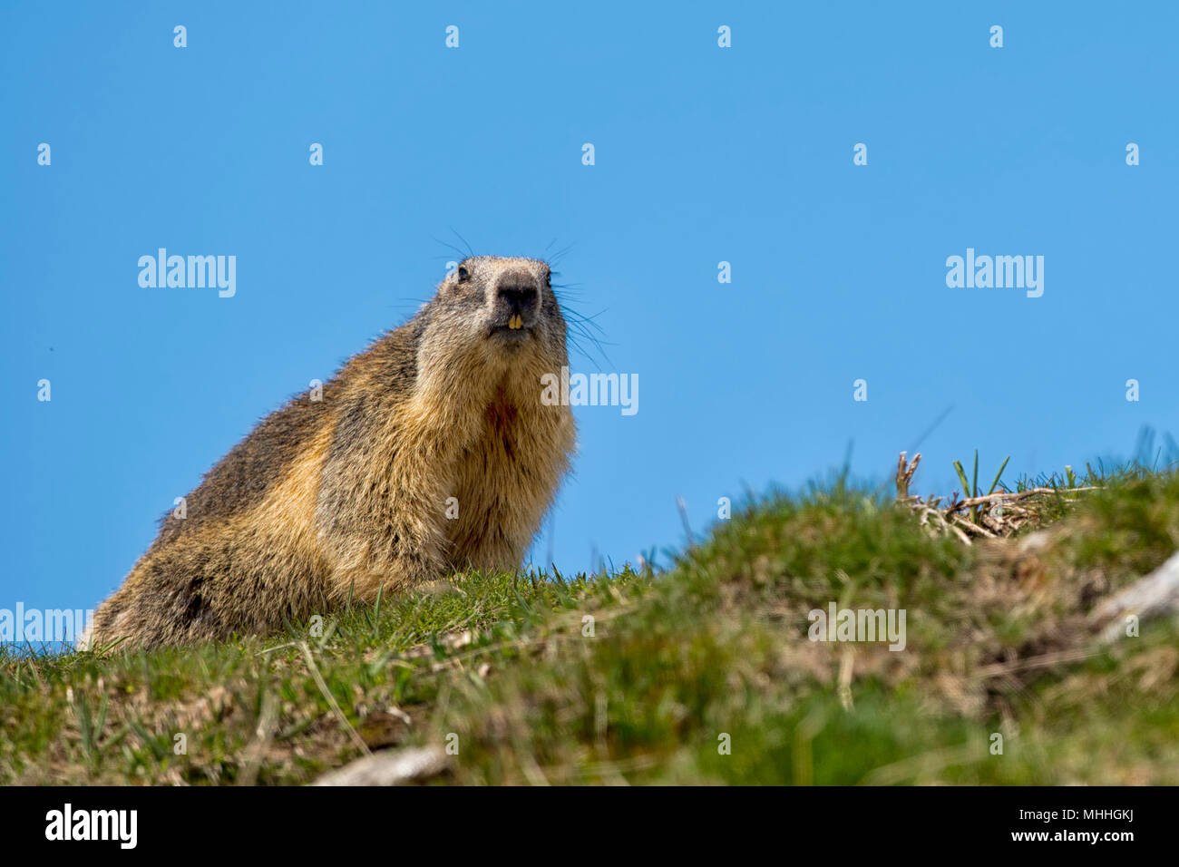 Marmot mouth open hi-res stock photography and images - Alamy