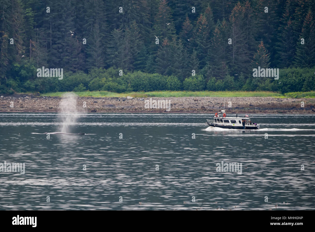Humpback whale fishing boat hawaii hi-res stock photography and images ...
