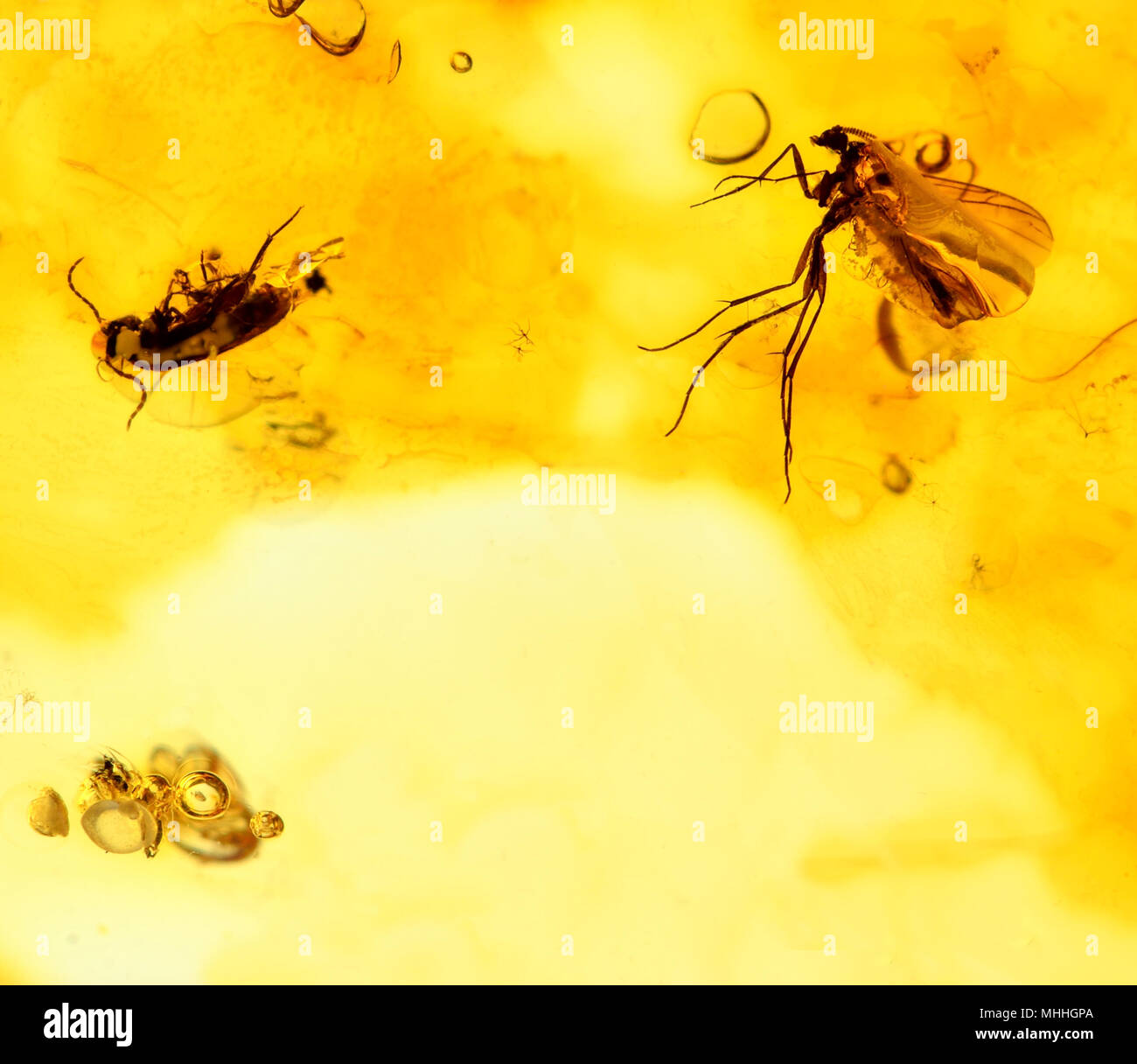 Prehistoric insects hi-res stock photography and images - Alamy