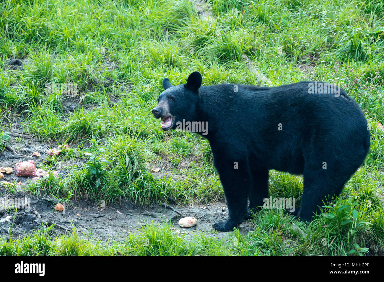 Black grizzly bear eating hi-res stock photography and images - Alamy