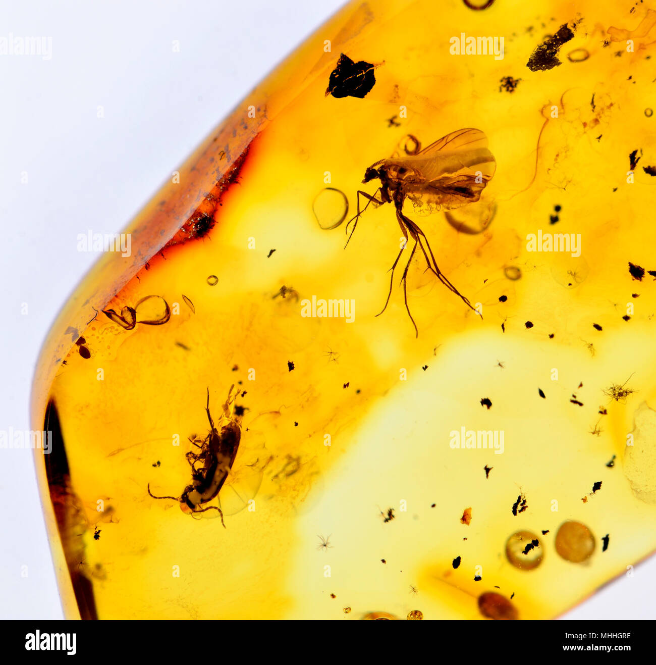 Prehistoric Insects In Amber