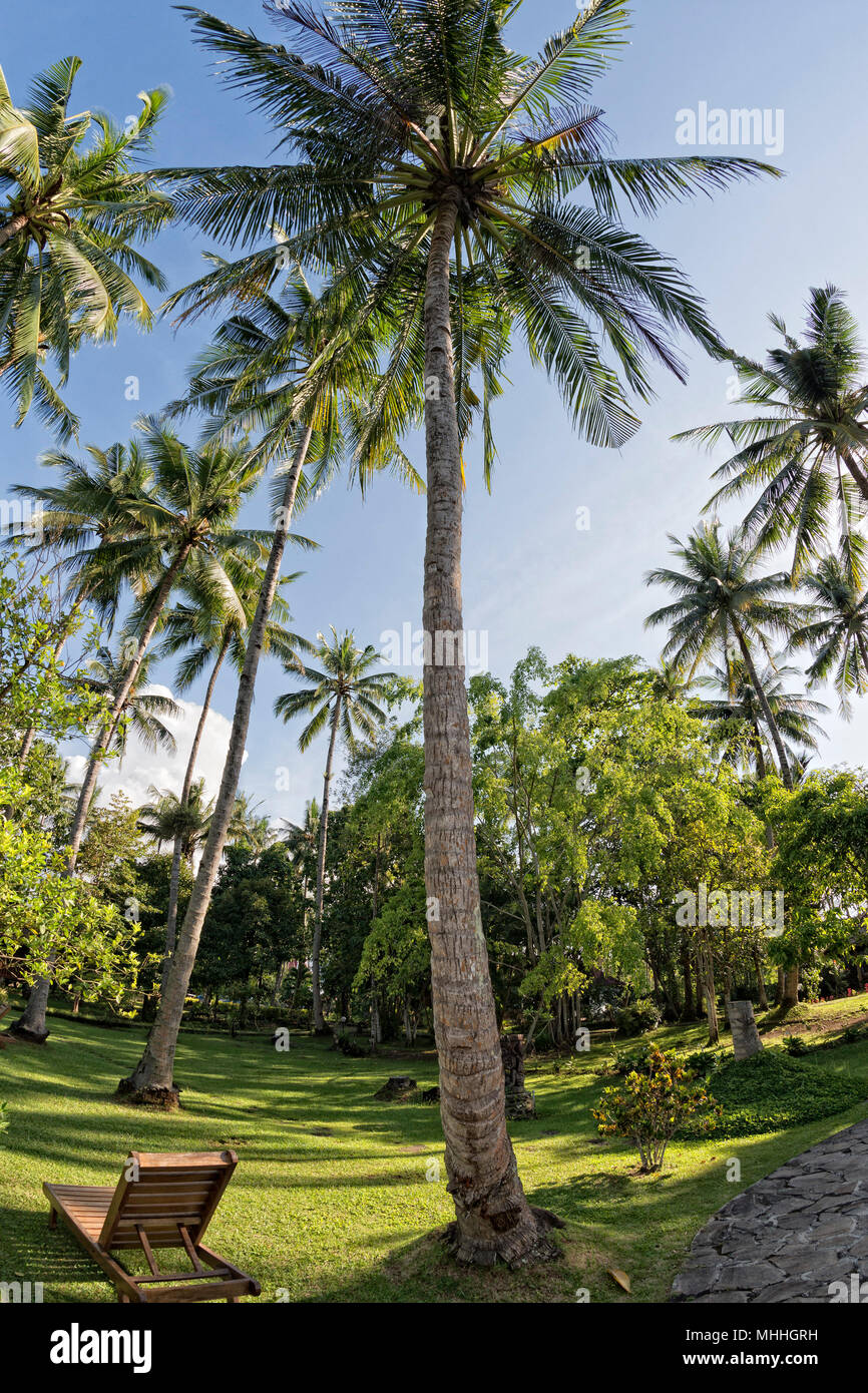 coconut tree fisheye view in tropical paradise Stock Photo - Alamy