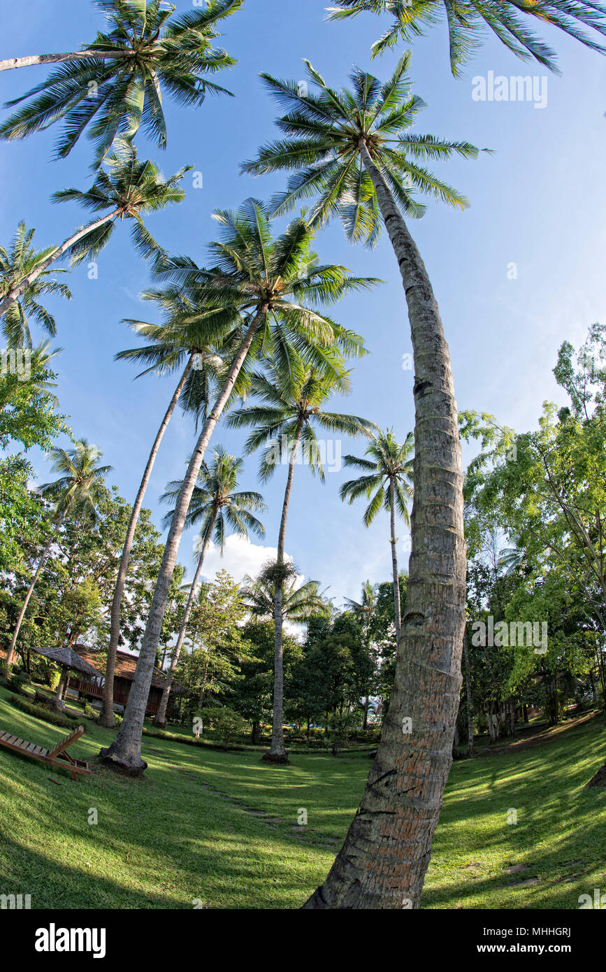 coconut tree fisheye view in tropical paradise Stock Photo - Alamy