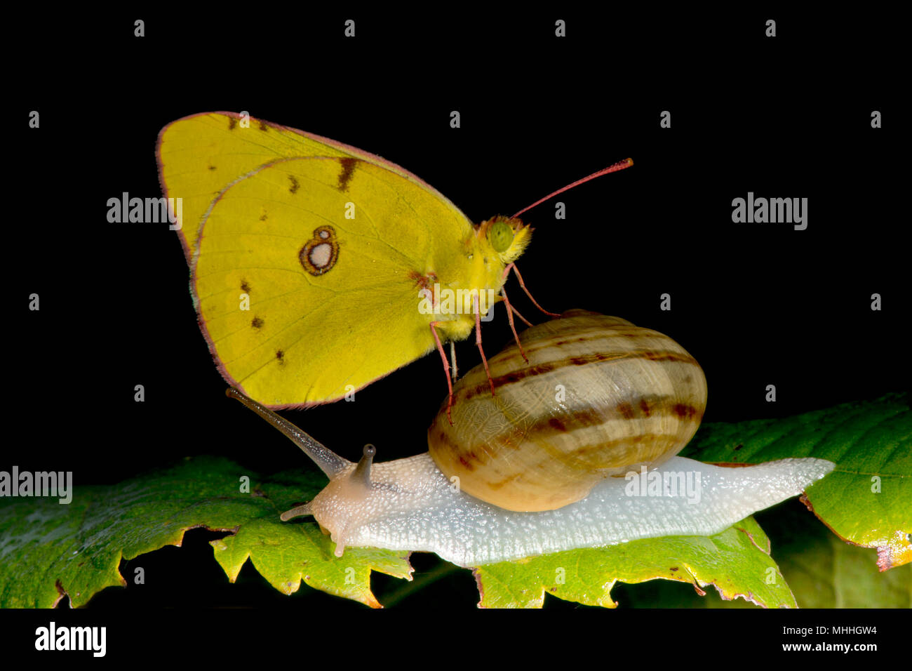 Yellow butterfly landed on hi-res stock photography and images - Alamy