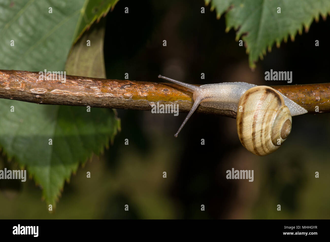 Snail on a tree branch on green leaf background Stock Photo - Alamy