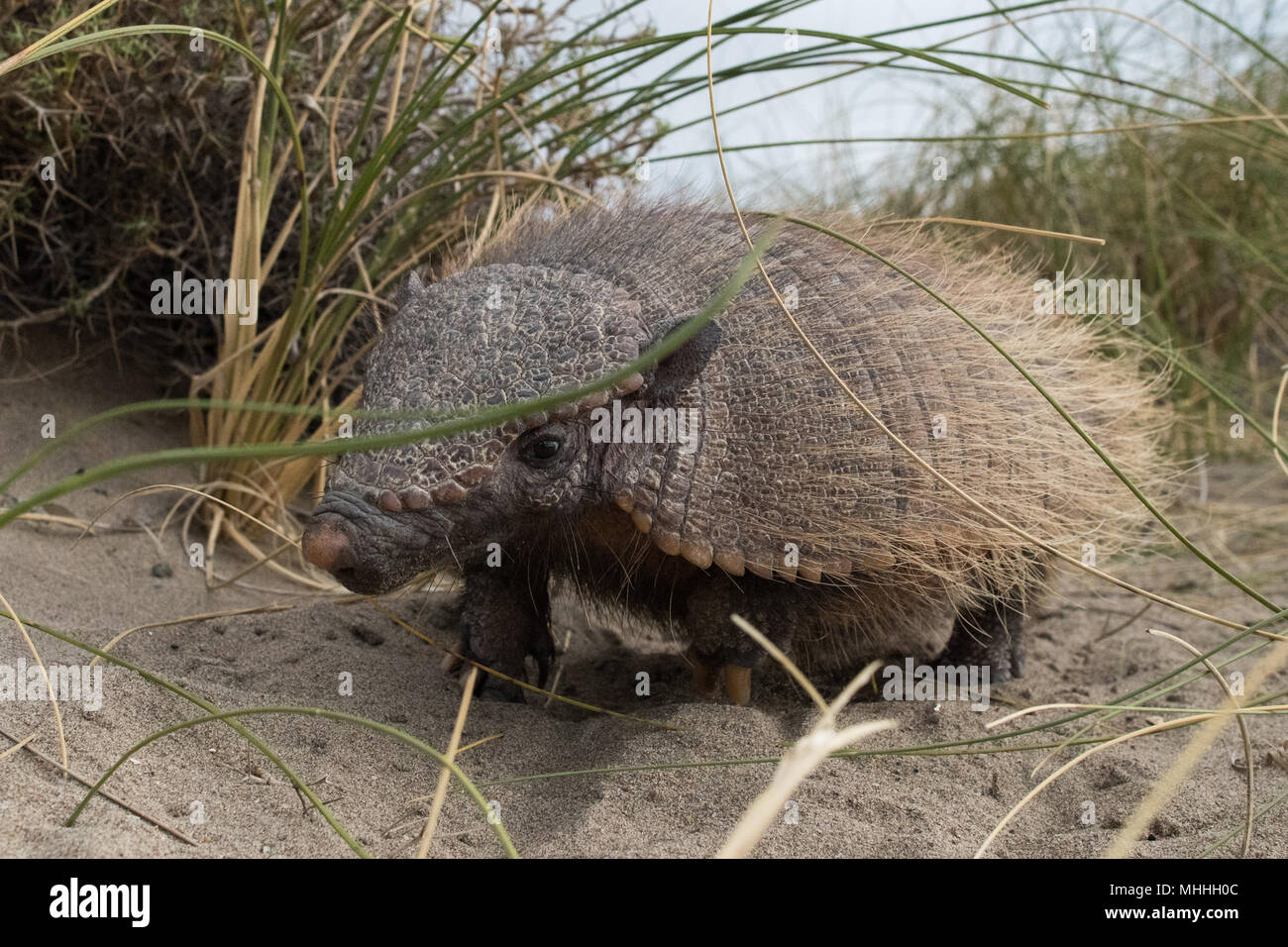 armadillo close up portrait in patagonia Stock Photo - Alamy