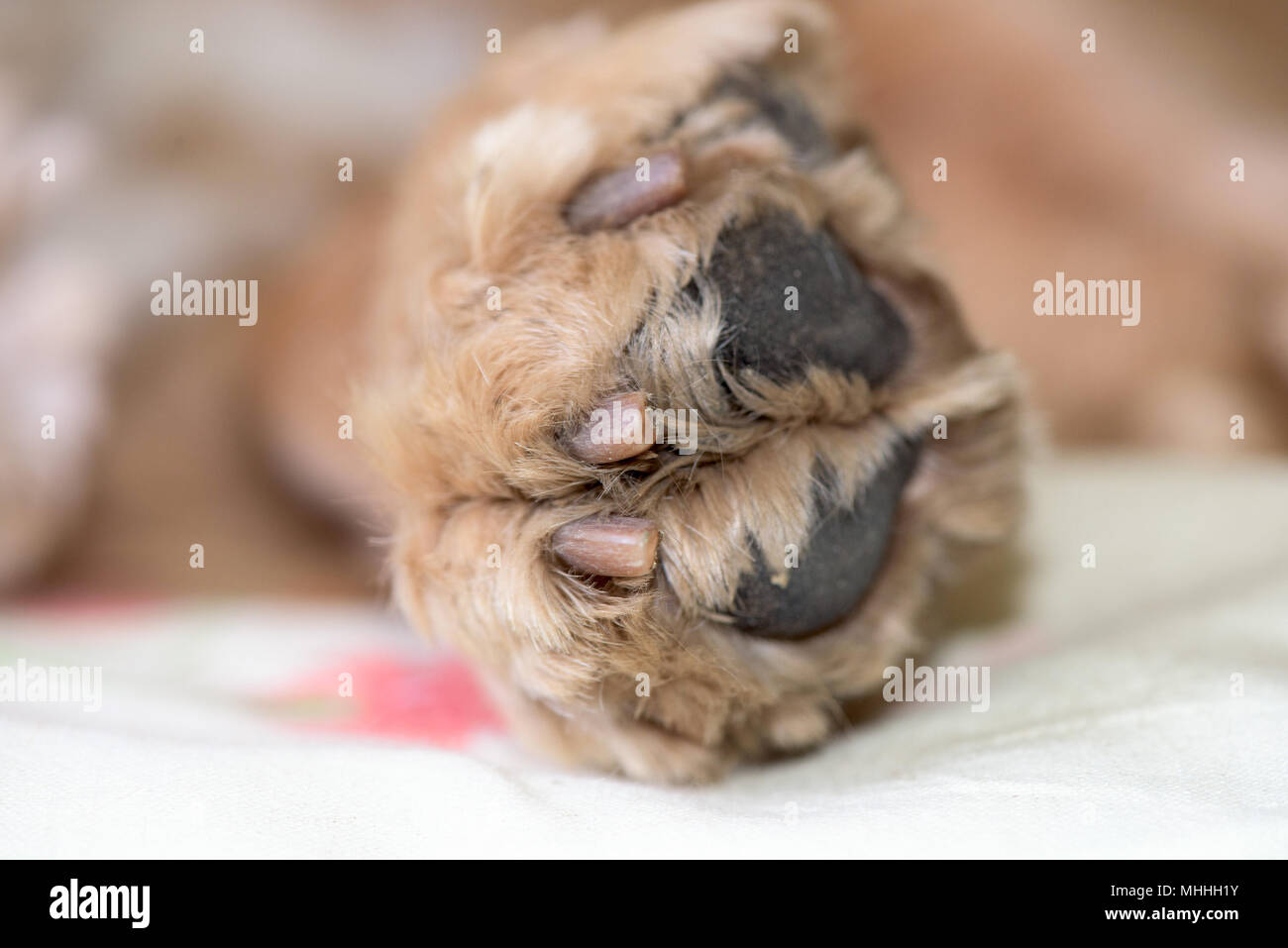 dog paw macro close up detail Stock Photo - Alamy