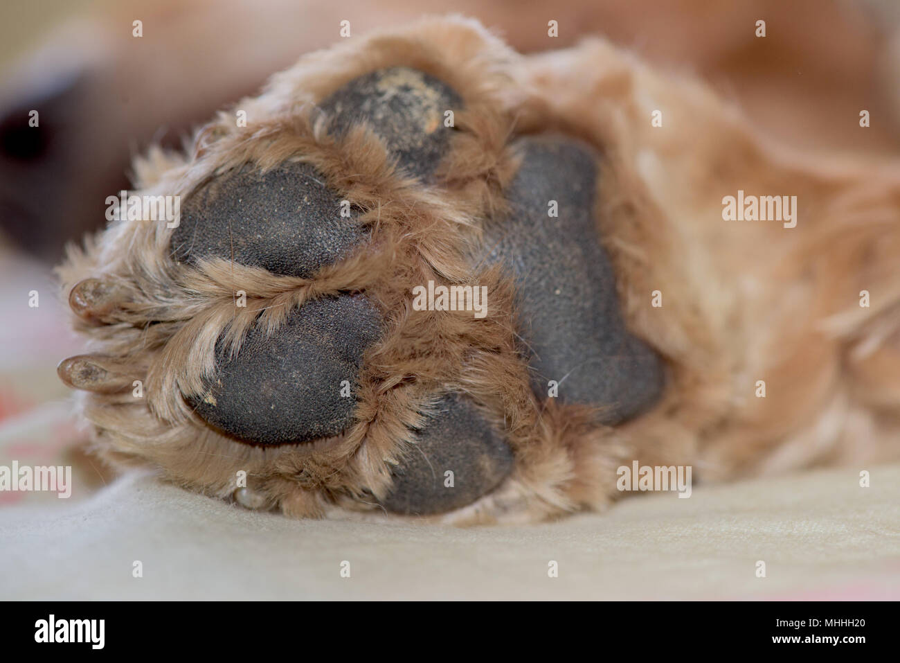 dog paw macro close up detail Stock Photo - Alamy