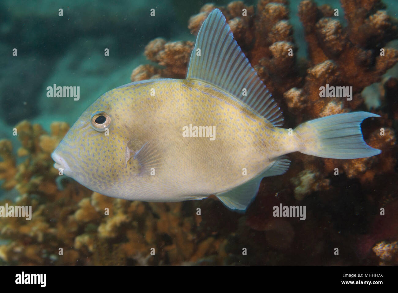 Trigger fish underwater close up portrait Stock Photo - Alamy
