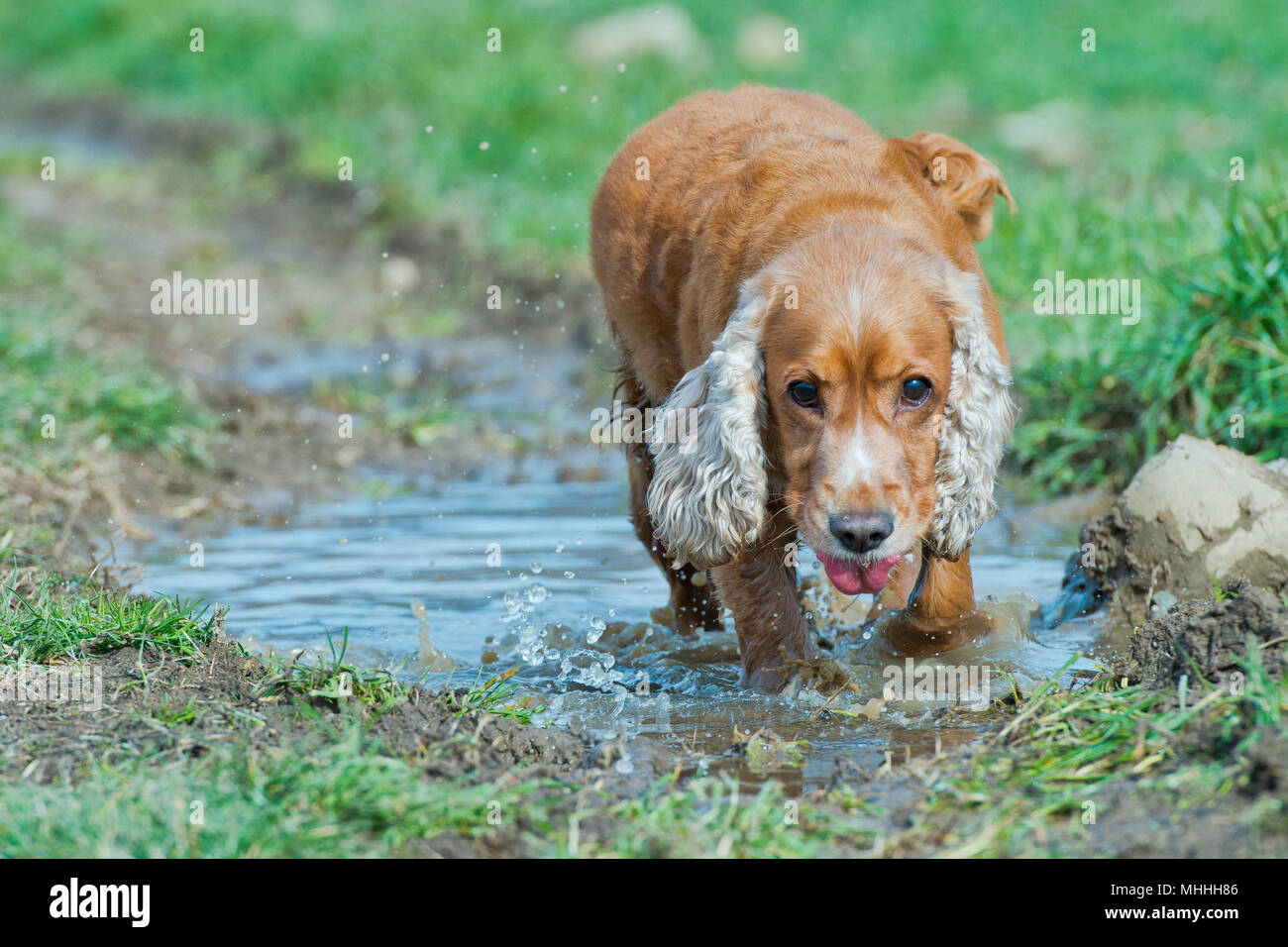 English cocker spaniel while playing in the river Stock Photo - Alamy