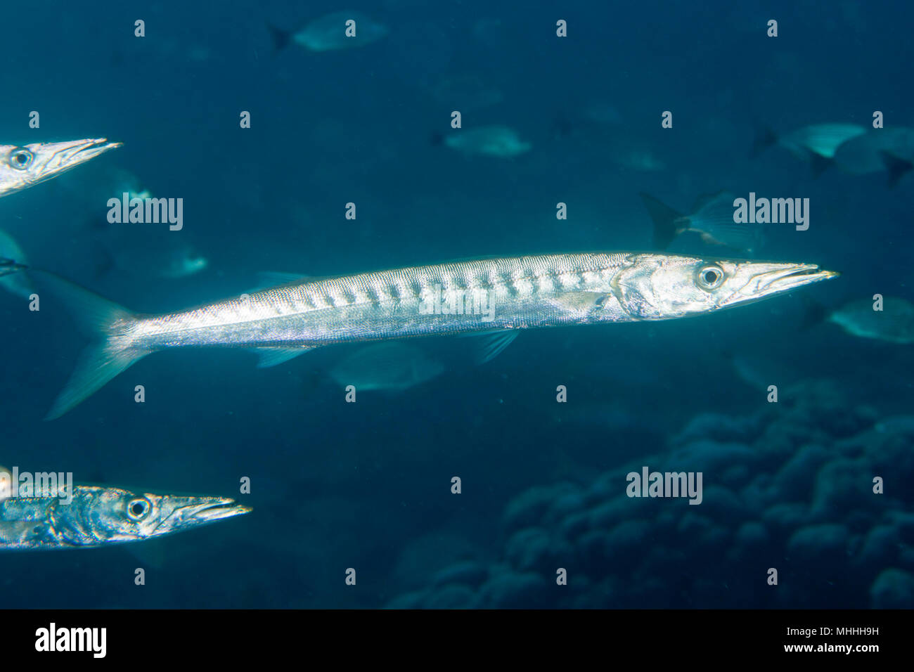 Barracuda Fish underwater close up portrait Stock Photo - Alamy