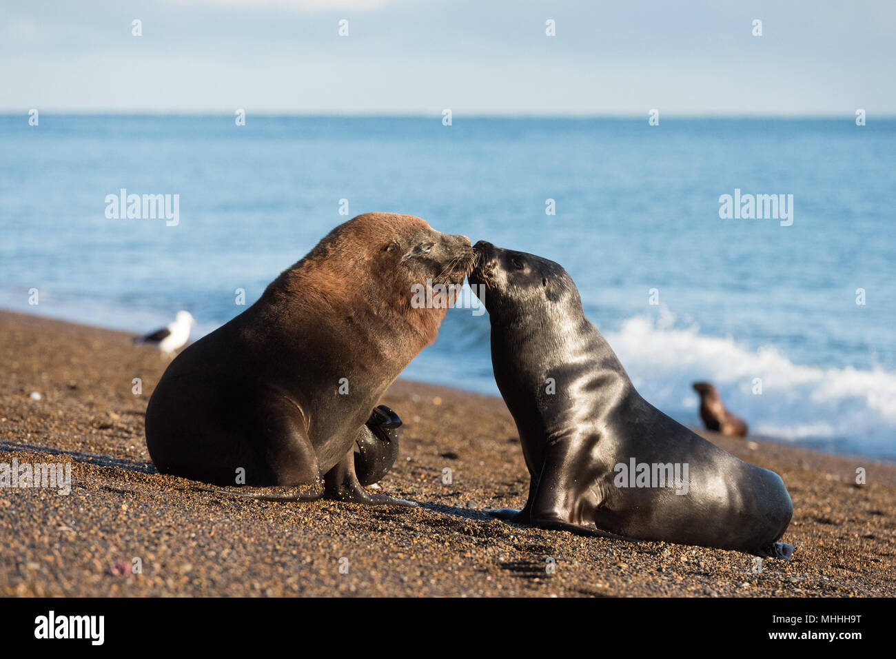 patagonia sea lion seal on the beach at sunset Stock Photo - Alamy