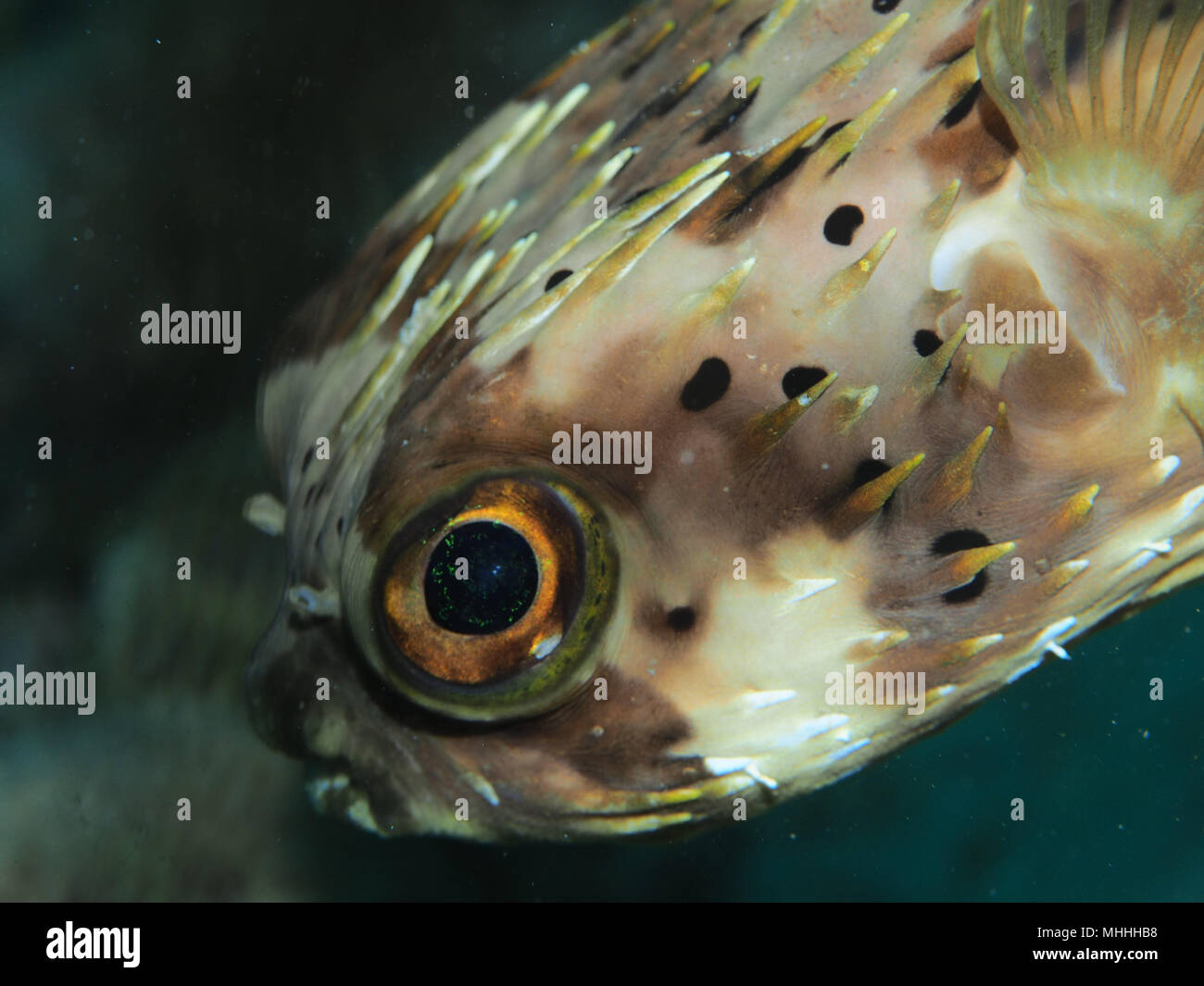 Orange fish with black spots hi-res stock photography and images - Alamy