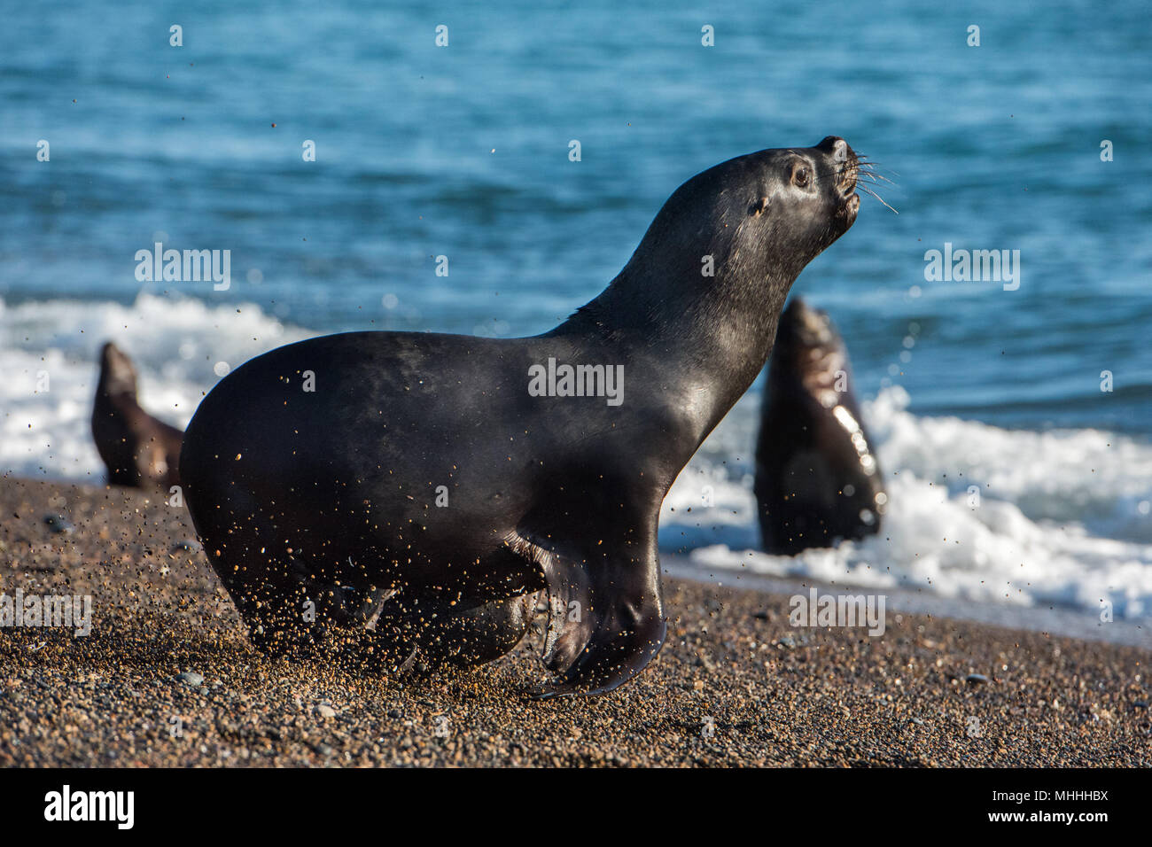 patagonia sea lion portrait seal while running on the beach Stock Photo ...