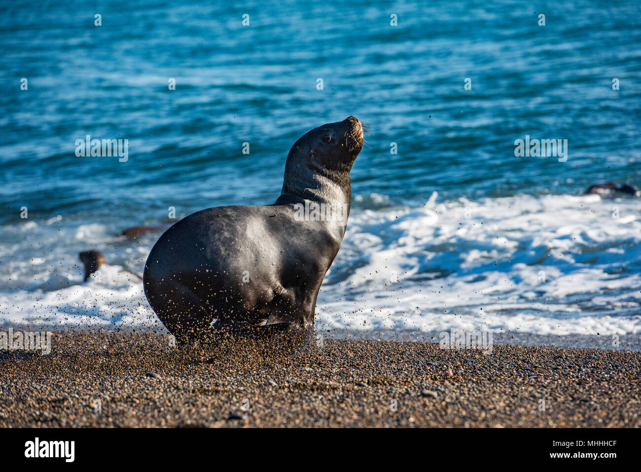 patagonia sea lion portrait seal while running on the beach Stock Photo ...
