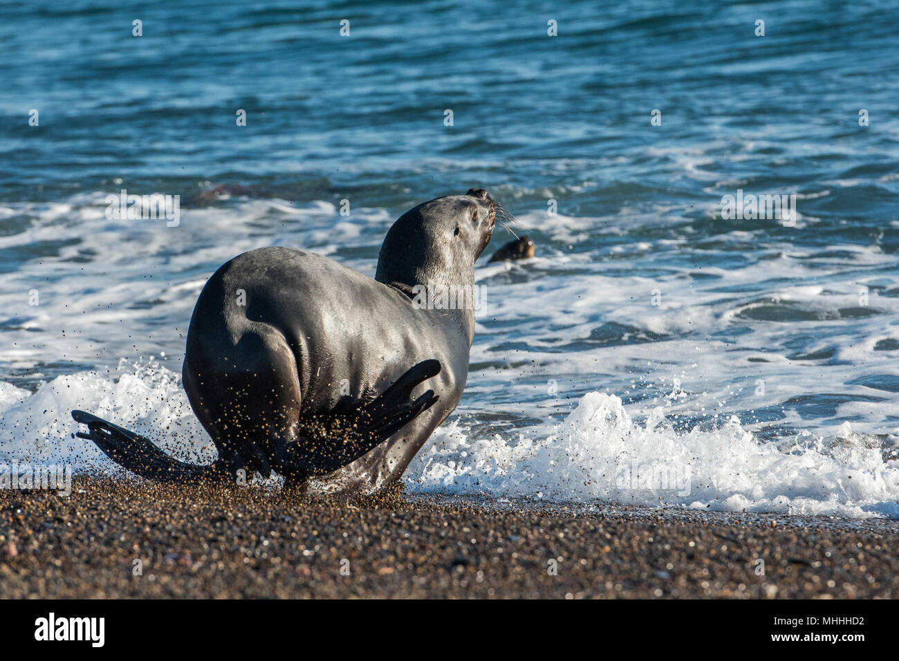 patagonia sea lion portrait seal while running on the beach Stock Photo ...