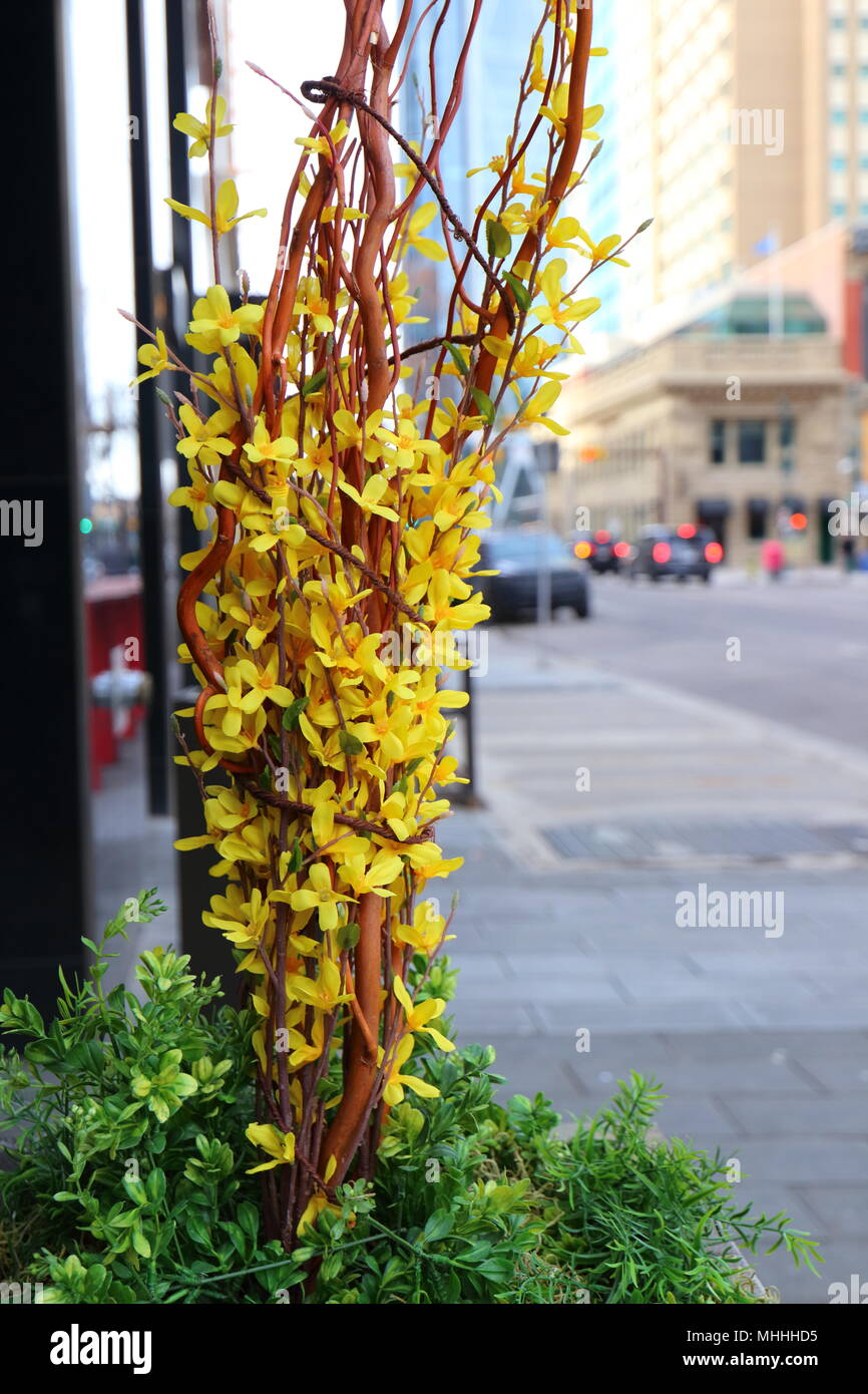 Urban Yellow Flower in Calgary Downtown Stock Photo - Alamy