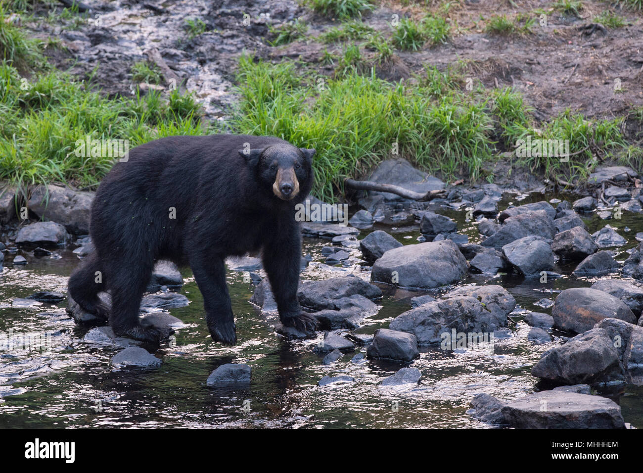 Black grizzly bear eating hi-res stock photography and images - Alamy