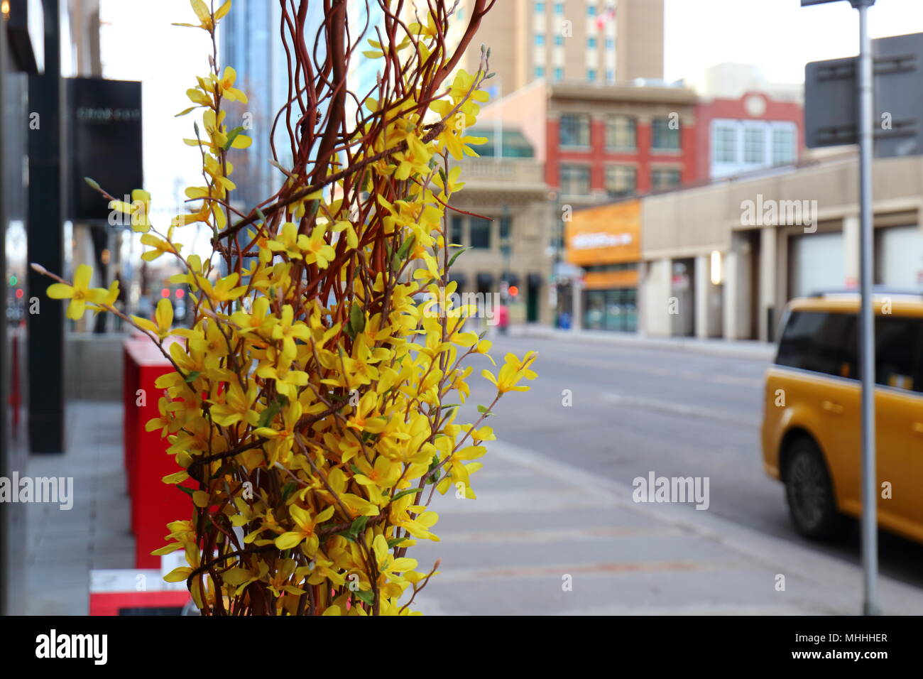 Urban Flowers (Yellow) in Calgary Downtown Stock Photo - Alamy