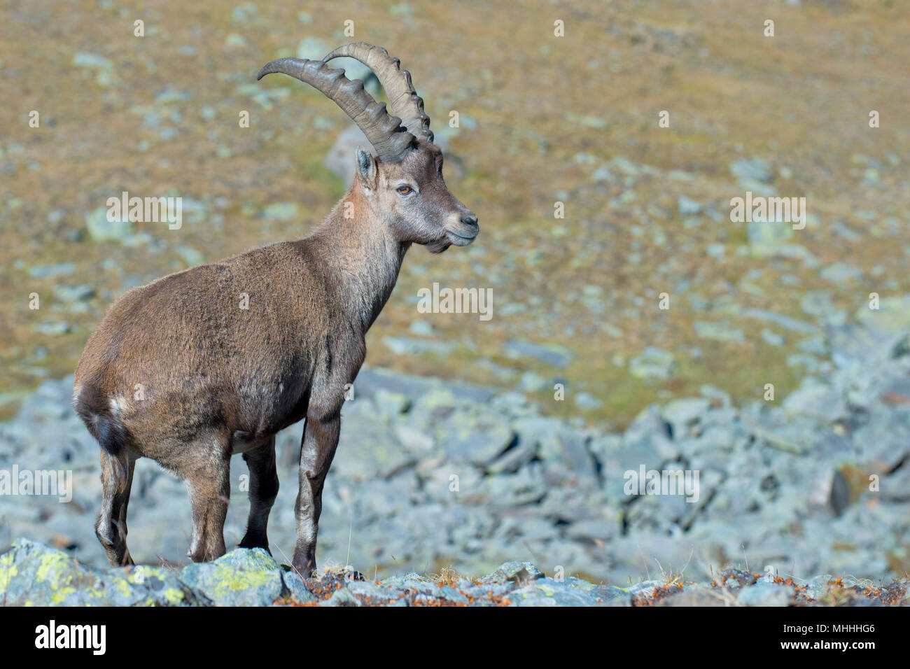 An isolated ibex deer long horn sheep close up portrait on the brown ...