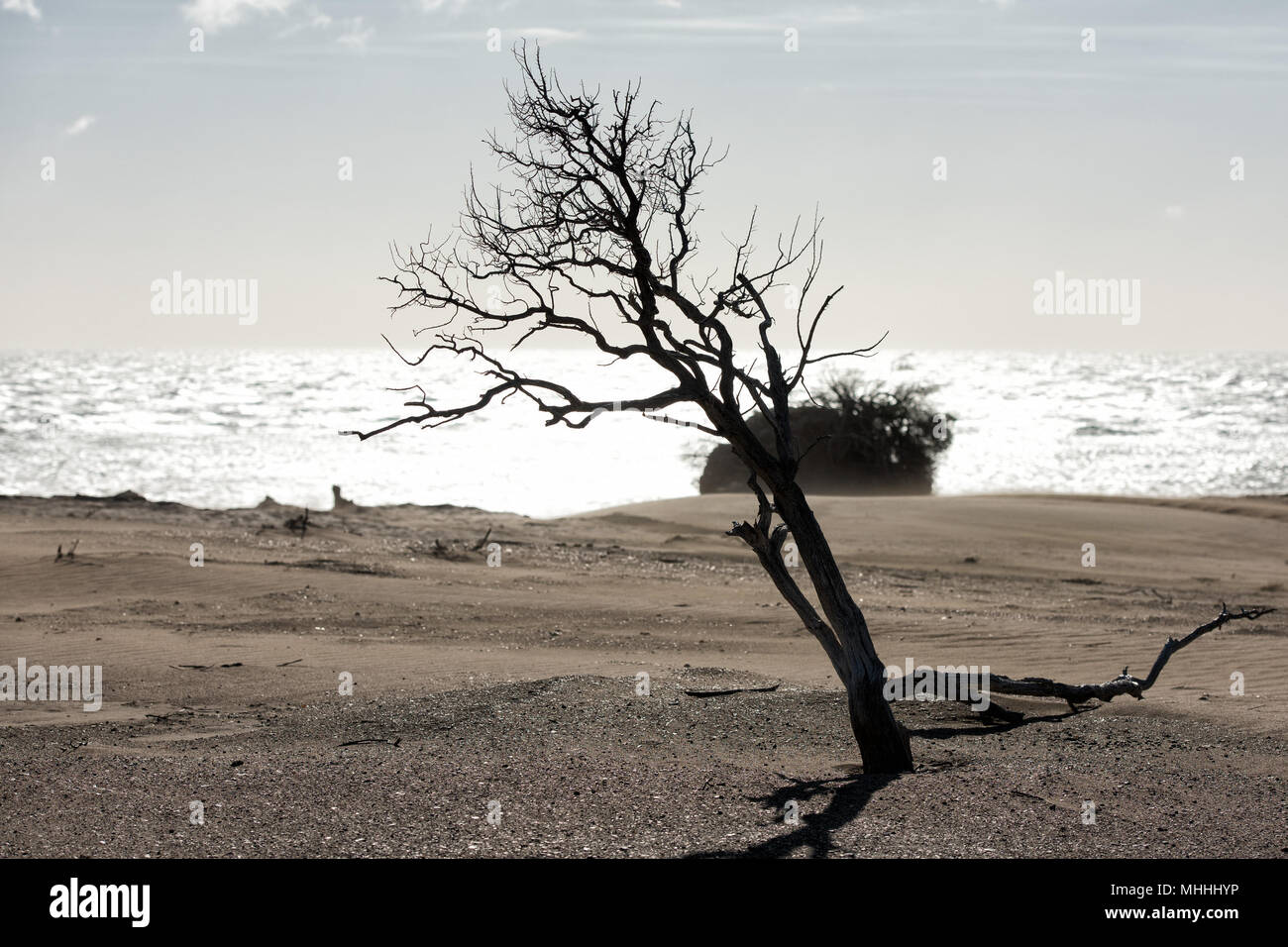 Dead tree beach sunset hi-res stock photography and images - Alamy