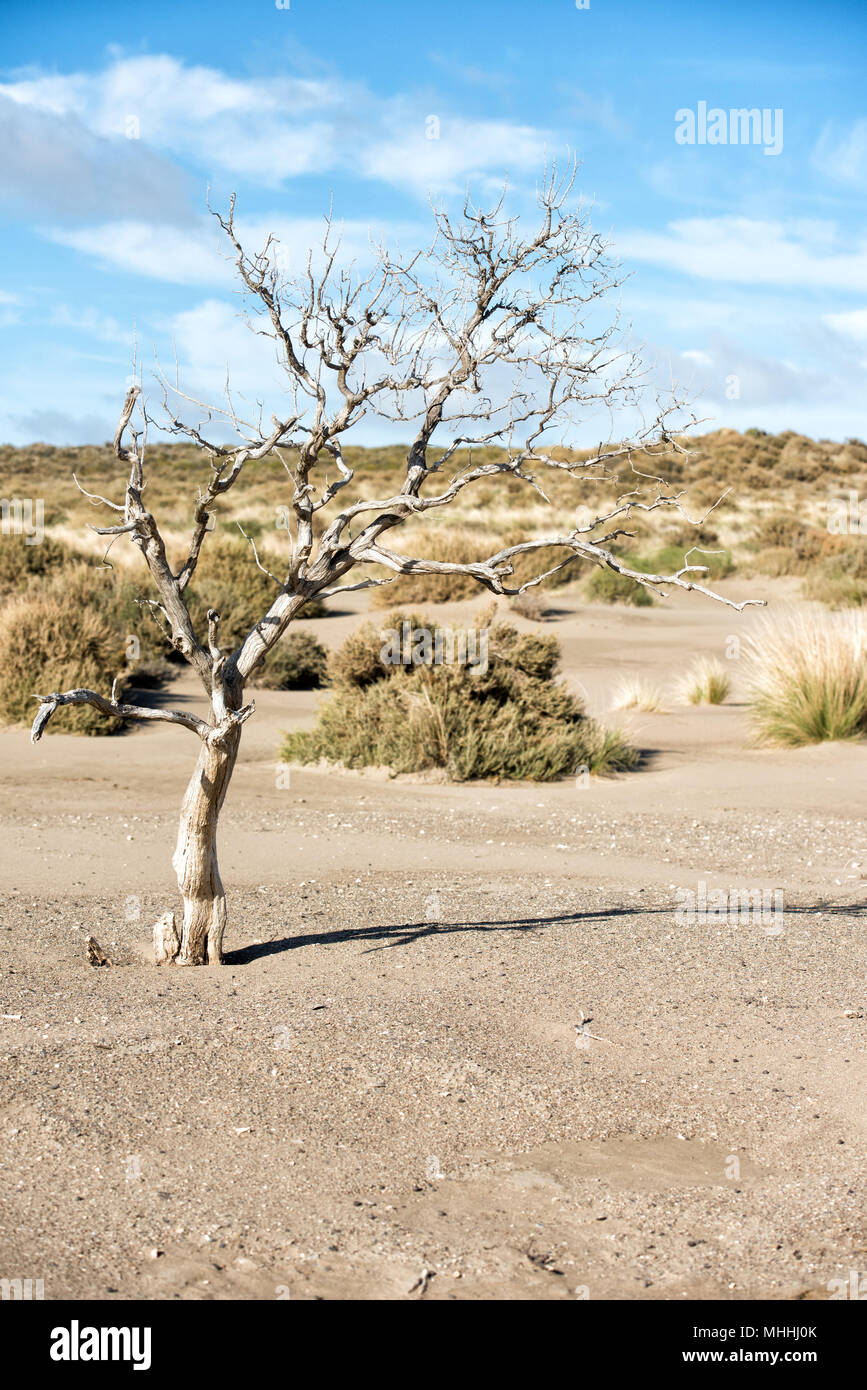lonely dead tree on desert sand dunes background Stock Photo - Alamy