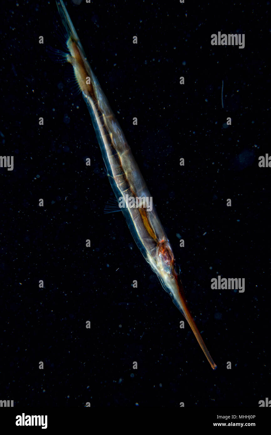 Razor fish hi-res stock photography and images - Alamy