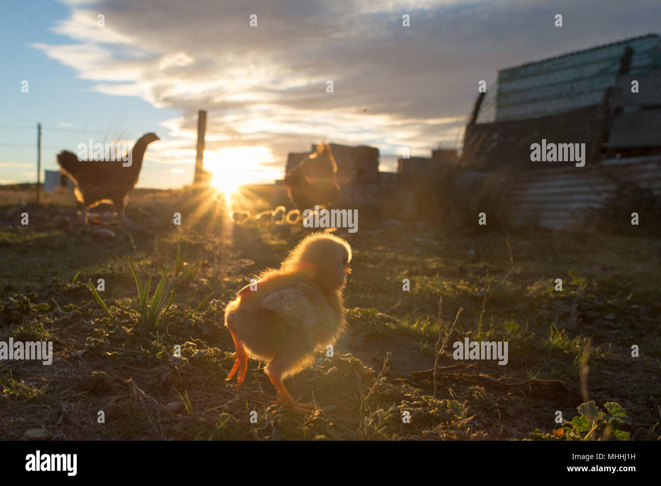 chicken brooding hen and chicks in a farm Stock Photo - Alamy